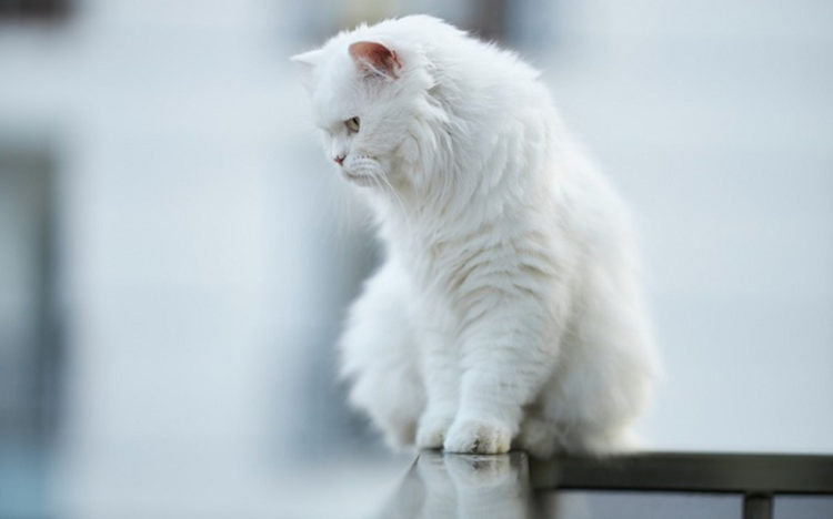 Beyaz Kedi İsimleri: Birbirinden Güzel Kedi İsimleri - KediBilgi.com