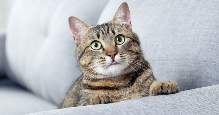 Tekir Kedilerin Özellikleri: Tekir Kedi Kaç Yıl Yaşar - KediBilgi.com